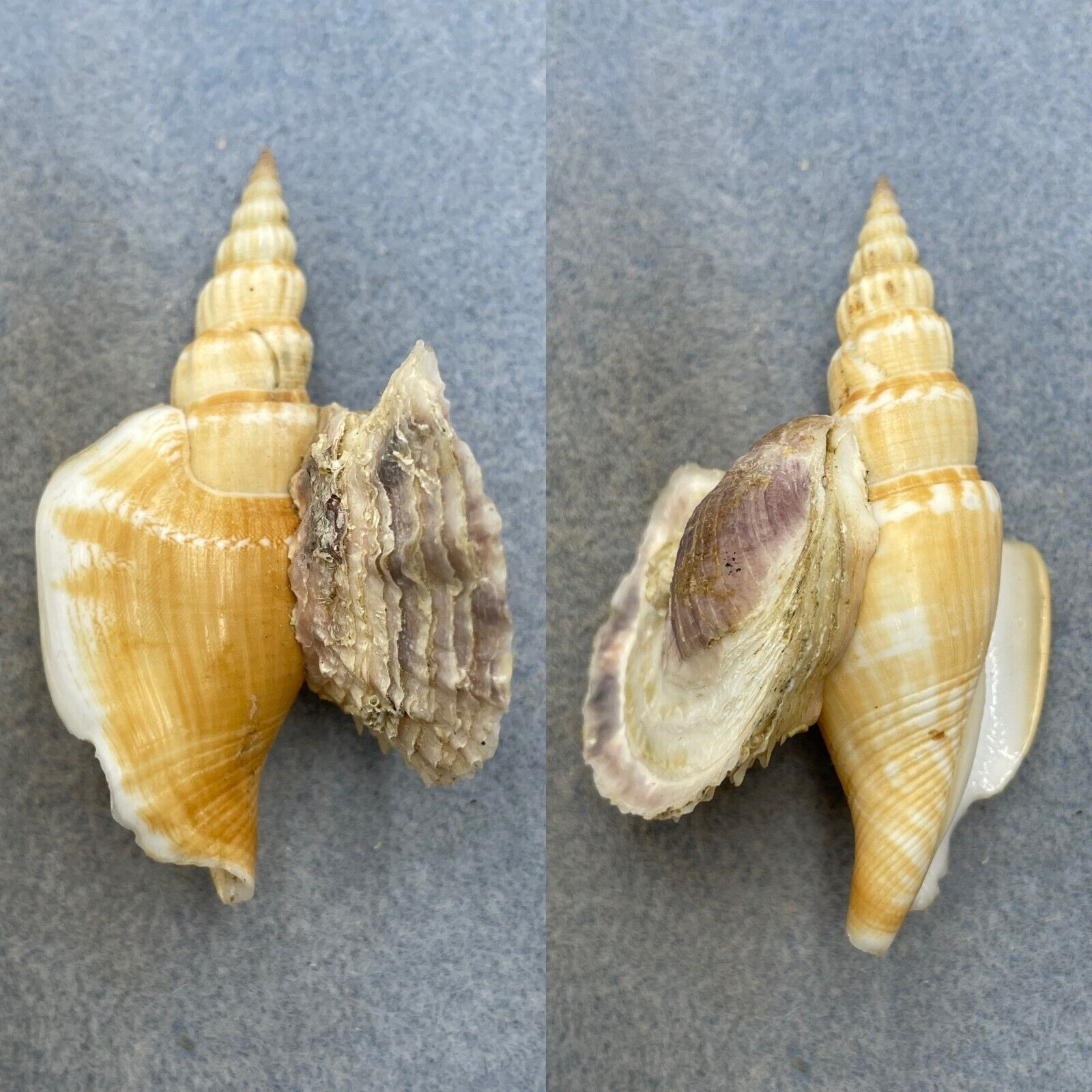 #3 Strombus (Doxander) vittatus 70.3mm F+ W/Bivalve Attachment ...