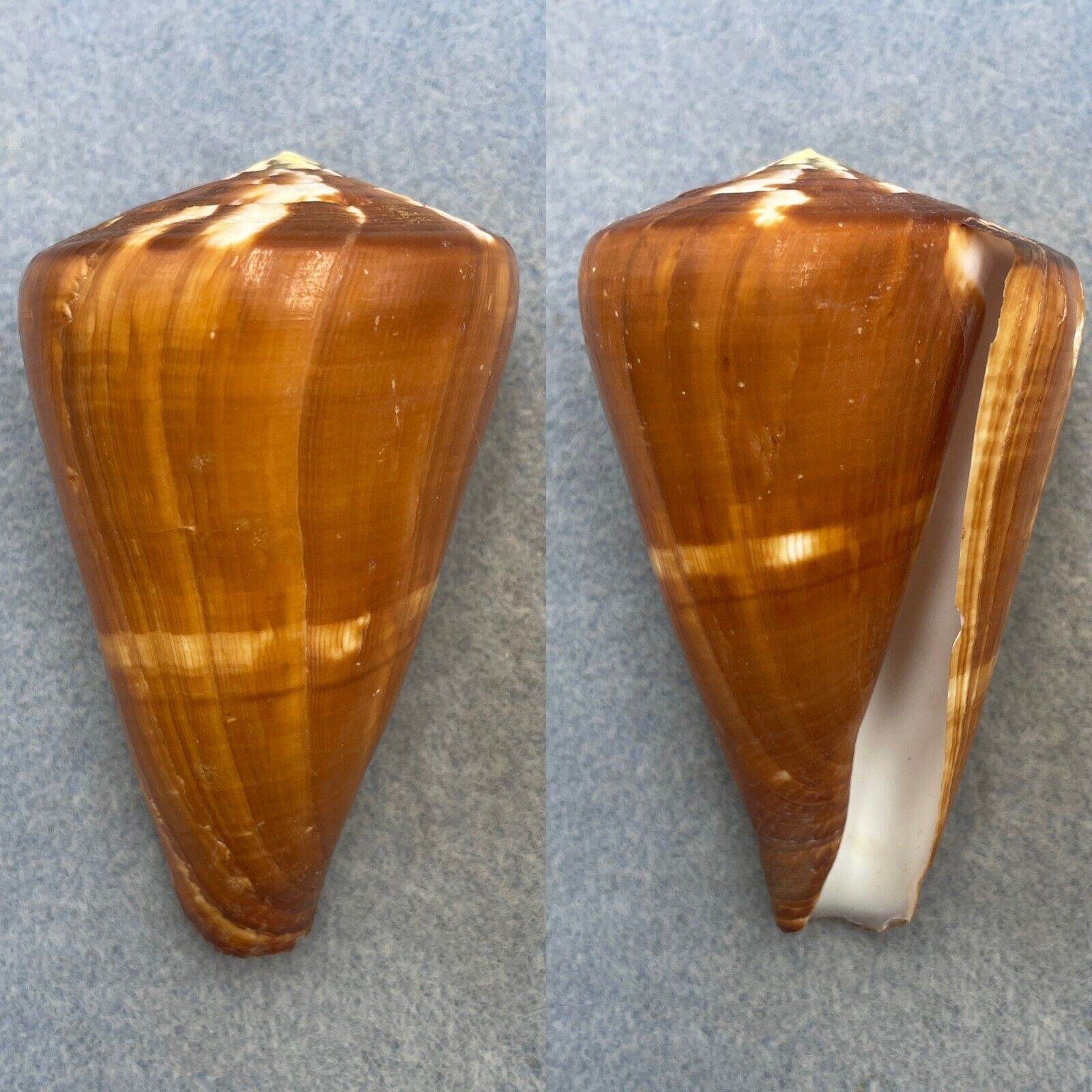 #8 Conus vexillum 80.2mm F+ (Lip Chip) Philippines - Cerulean Specimen ...