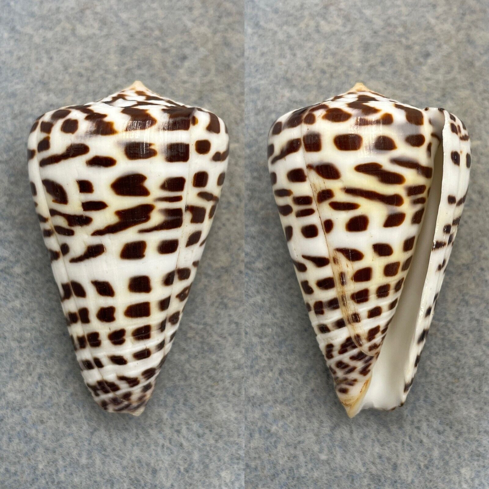 #6 Conus eburneus polyglotta 44.3mm F+ (Chip) Camarines Sur, Luzon ...