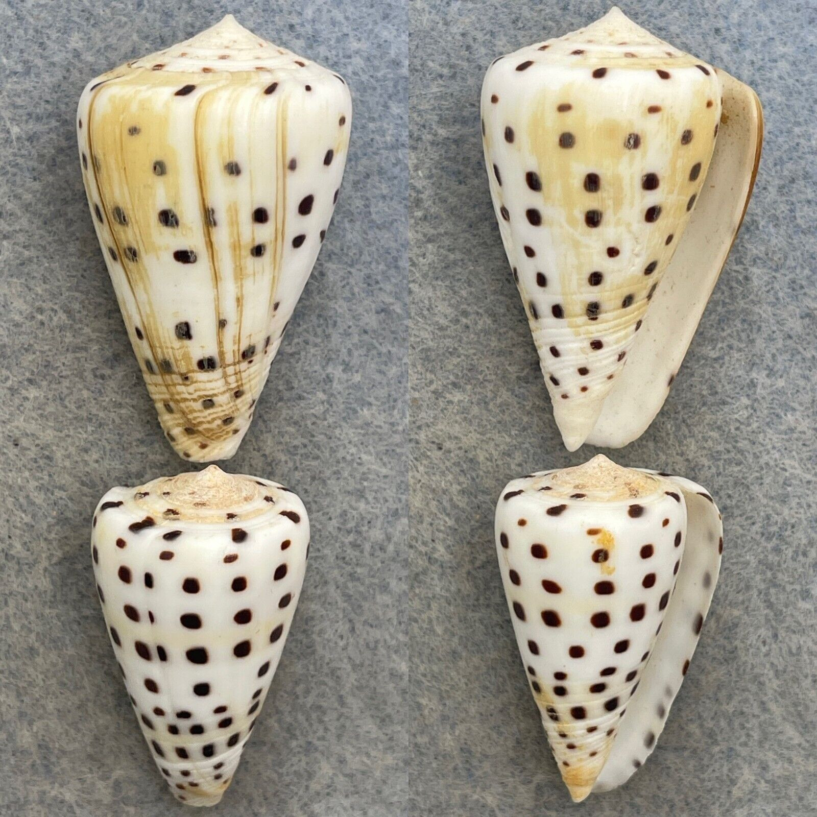 #1 Conus eburneus 28-35mm F+ Philippines - Cerulean Specimen Shells