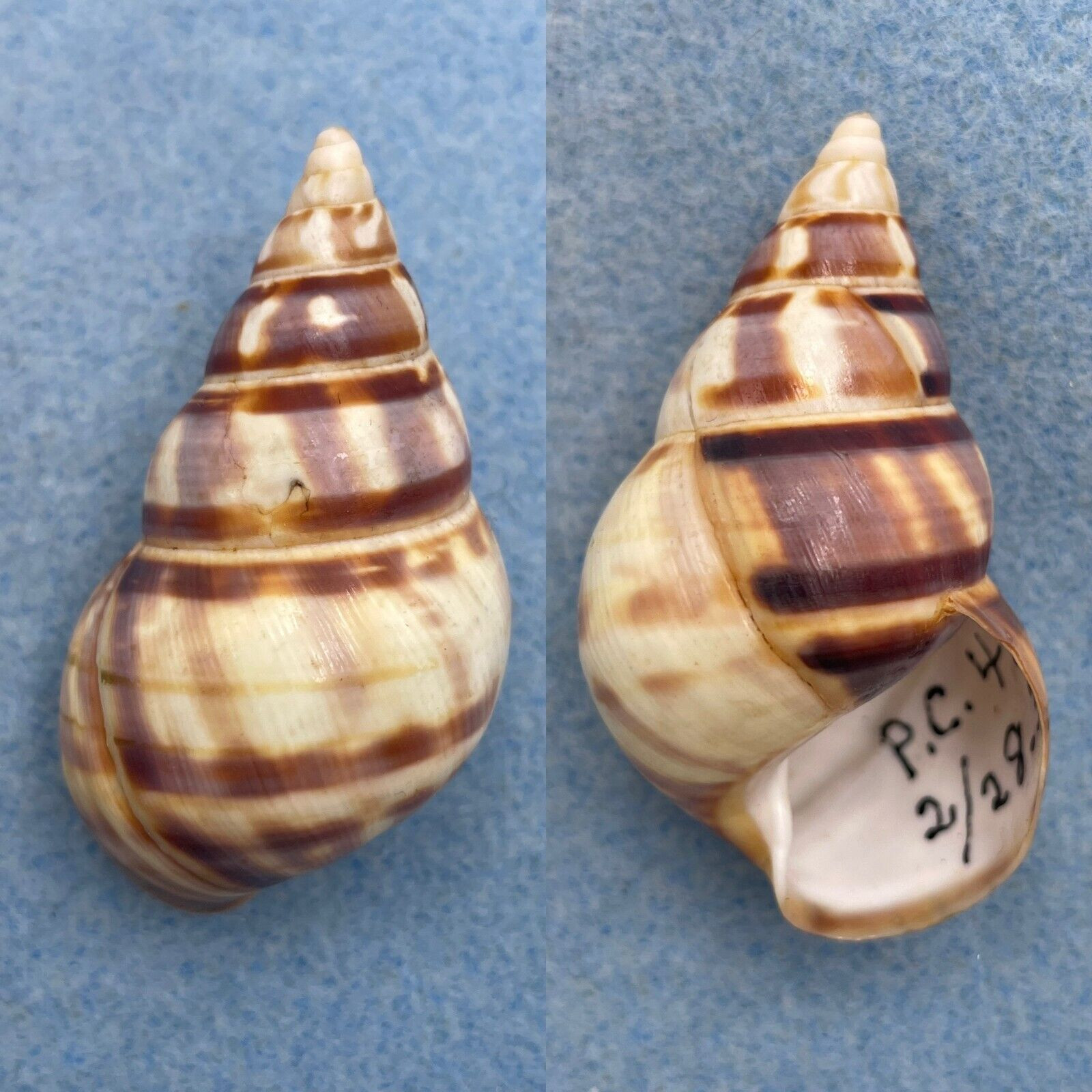 #25 Liguus fasciatus floridanus 50.6mm F+ Pinecrest #43 Collected 1937 ...