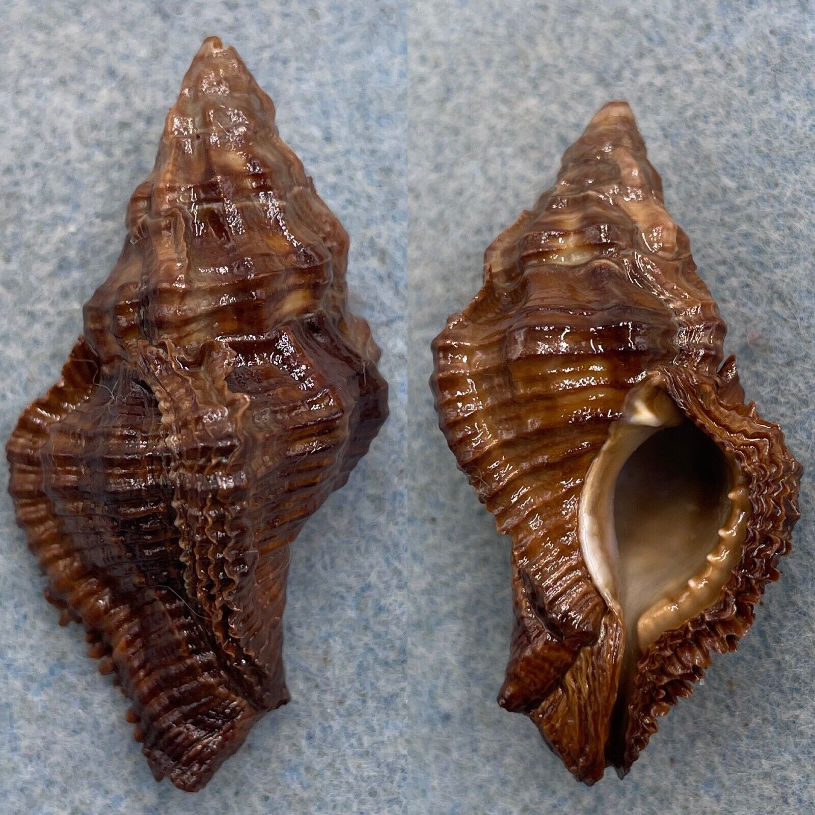 #1 Chicoreus capucinus 48.6mm F+ Gulf Of Carpenteria, Qld, Australia ...
