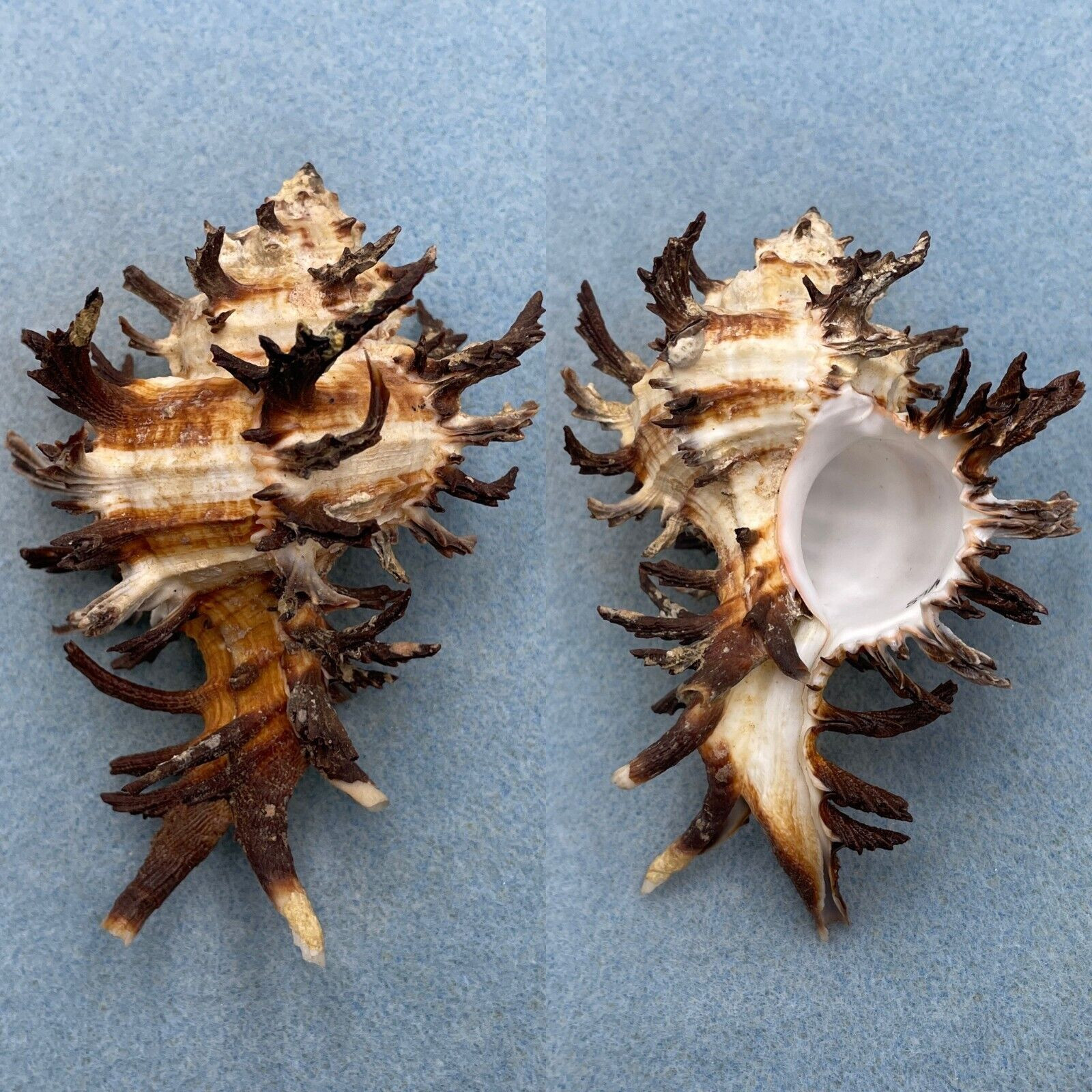 #7 Hexaplex cichoreum 112.7mm F+ Balabac, Palawan, Philippines ...