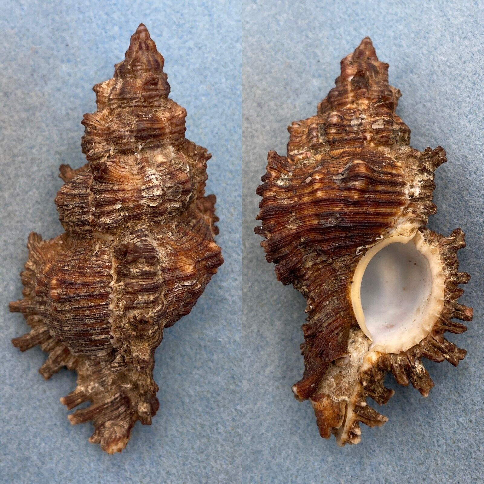 #3 Chicoreus torrefactus 108.6mm F+ Mariveles, Bataan, Philippines ...
