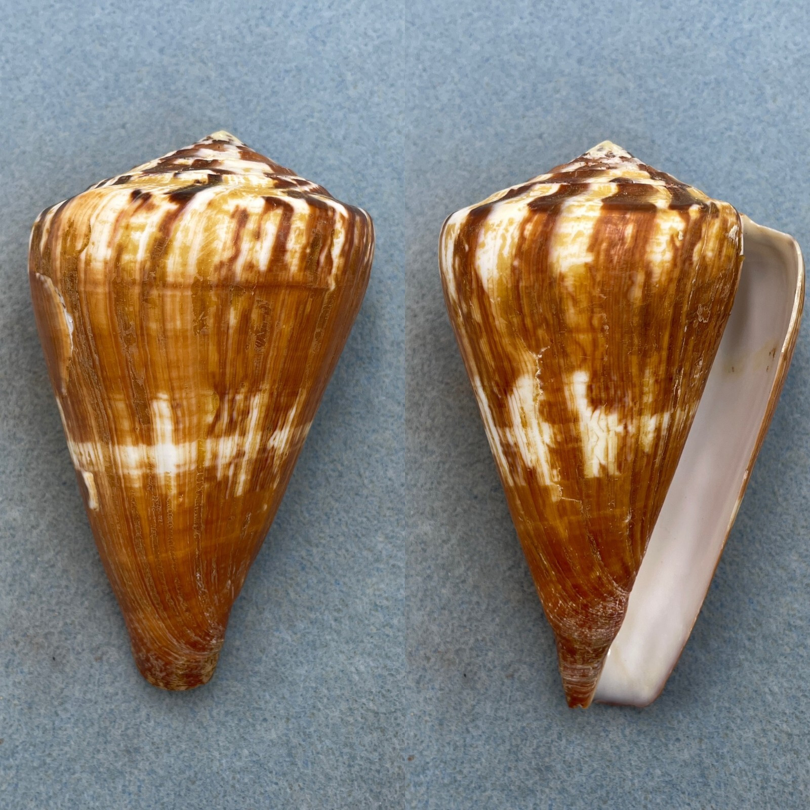 #12 Conus vexillum 110.8mm F+ Zanzibar - Cerulean Specimen Shells