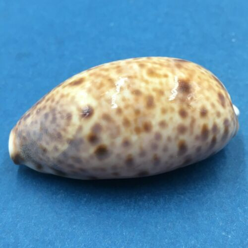 #14 Cypraea (Lyncina) lynx 49mm Netted, Negros Island, Philippines ...