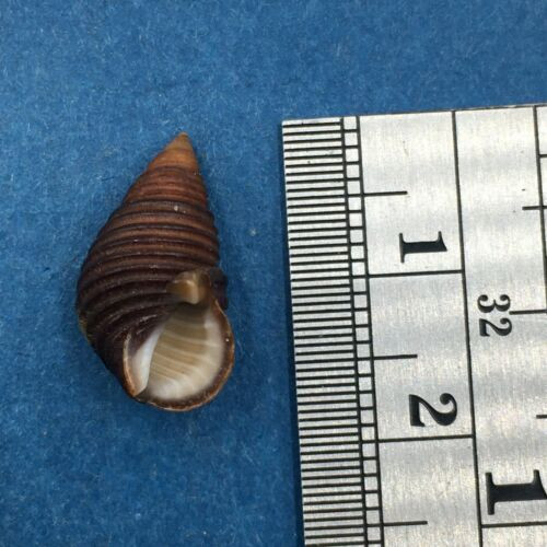 #1 Planaxis planicostatus 17.5mm Tabago Island, W. Panama - Cerulean ...