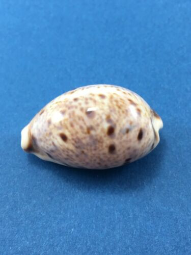 #13 Cypraea (Lyncina) lynx 37.6mm Gould Reef, Great Barrier Reef ...