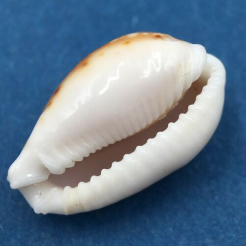 #10 Cypraea (Naria) labrolineata 18mm Samar Island, Philippines, Dived ...