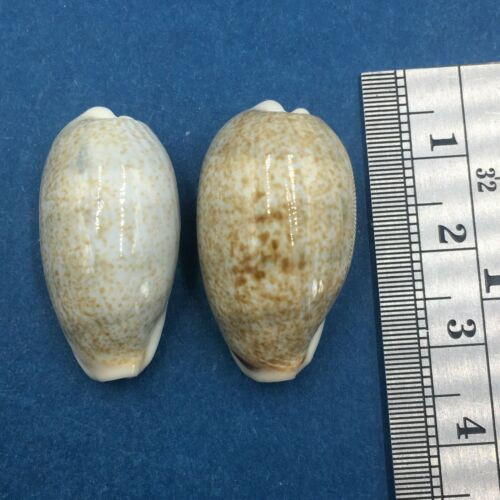 #3 Cypraea (Erronea) errones Set x2 28mm Netted, Negros Island ...