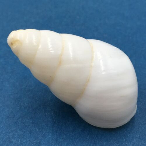 #5 Helicostyla concinna 41.6mm Cagayan, Luzon, Philippines, 1989 ...