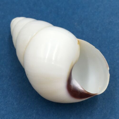 #7 Helicostyla concinna 40.9mm Cagayan, Luzon, Philippines, 1989 ...