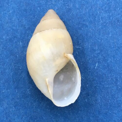 #4 Bulimulus guadalupensis 17.7mm Port Antonio, Jamaica, 1966 ...