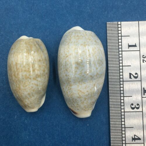 #5 Cypraea (Erronea) errones Set x2 24-29mm Netted, Negros Island ...