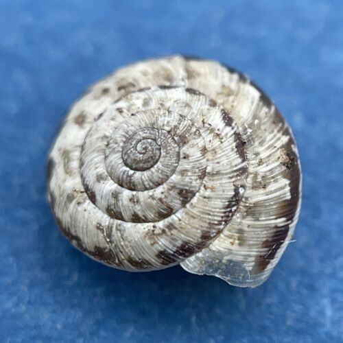 #5 Helicella caperata 6.4mm Tolaga Bay, New Zealand, Geomitridae ...