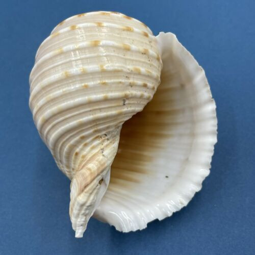 #1 Tonna dolium 109mm Cuddalore, Coromandel Coast, Bay Of Bengal, India ...