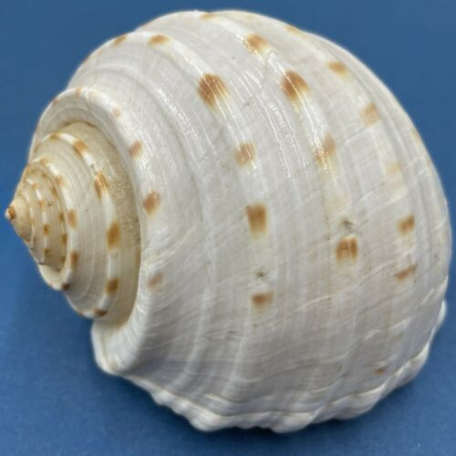 #3 Tonna dolium 110mm Kji, Japan - Cerulean Specimen Shells