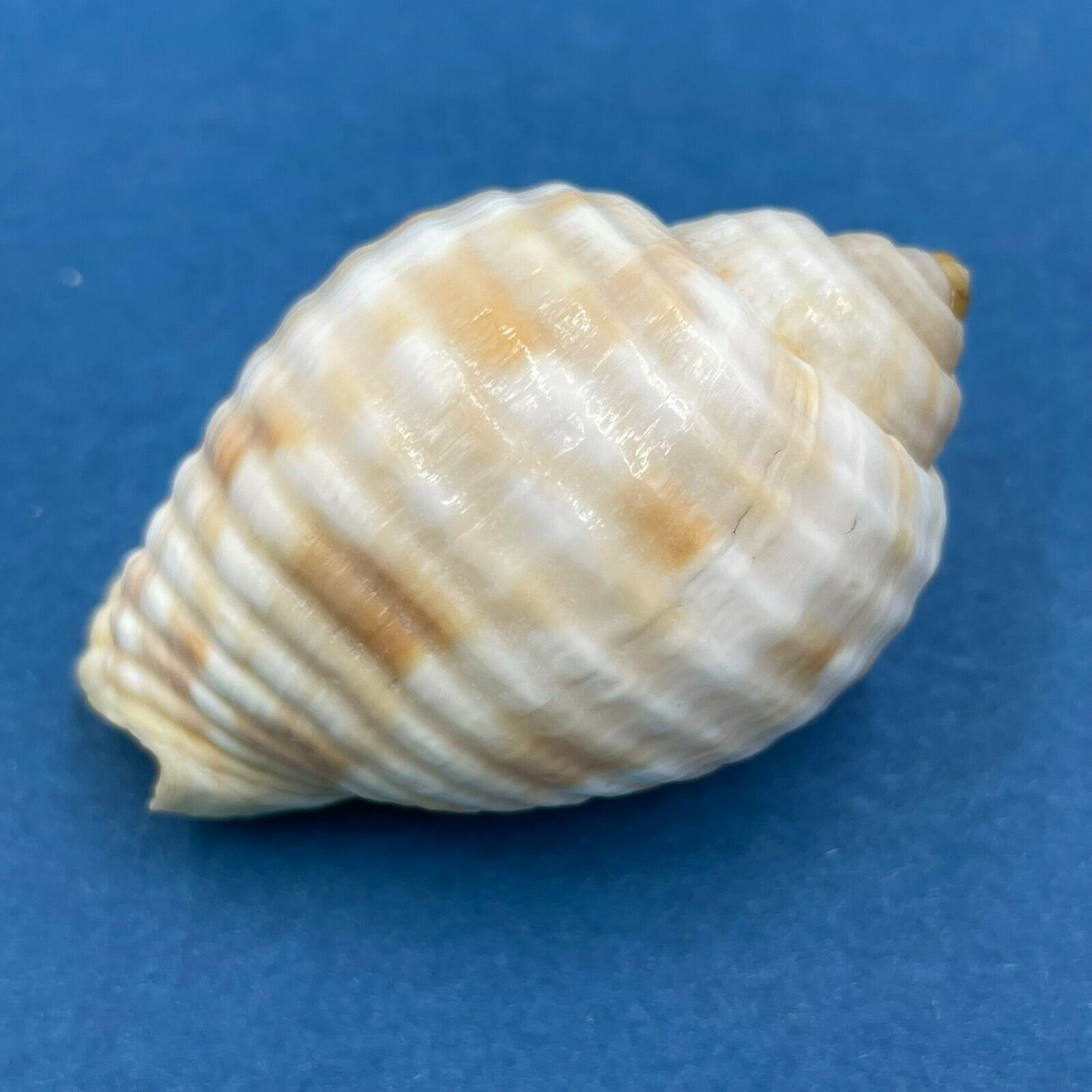 #11 Malea pomum 50mm Samar, Philippines, Trawled On Sand, Shallow Water ...