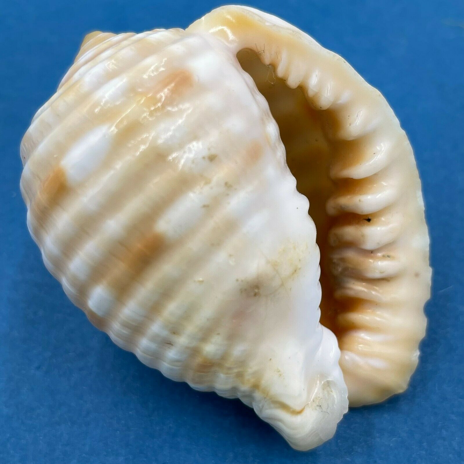 #15 Malea pomum 58.2mm Trawled, Kenya Tonnidae - Cerulean Specimen Shells