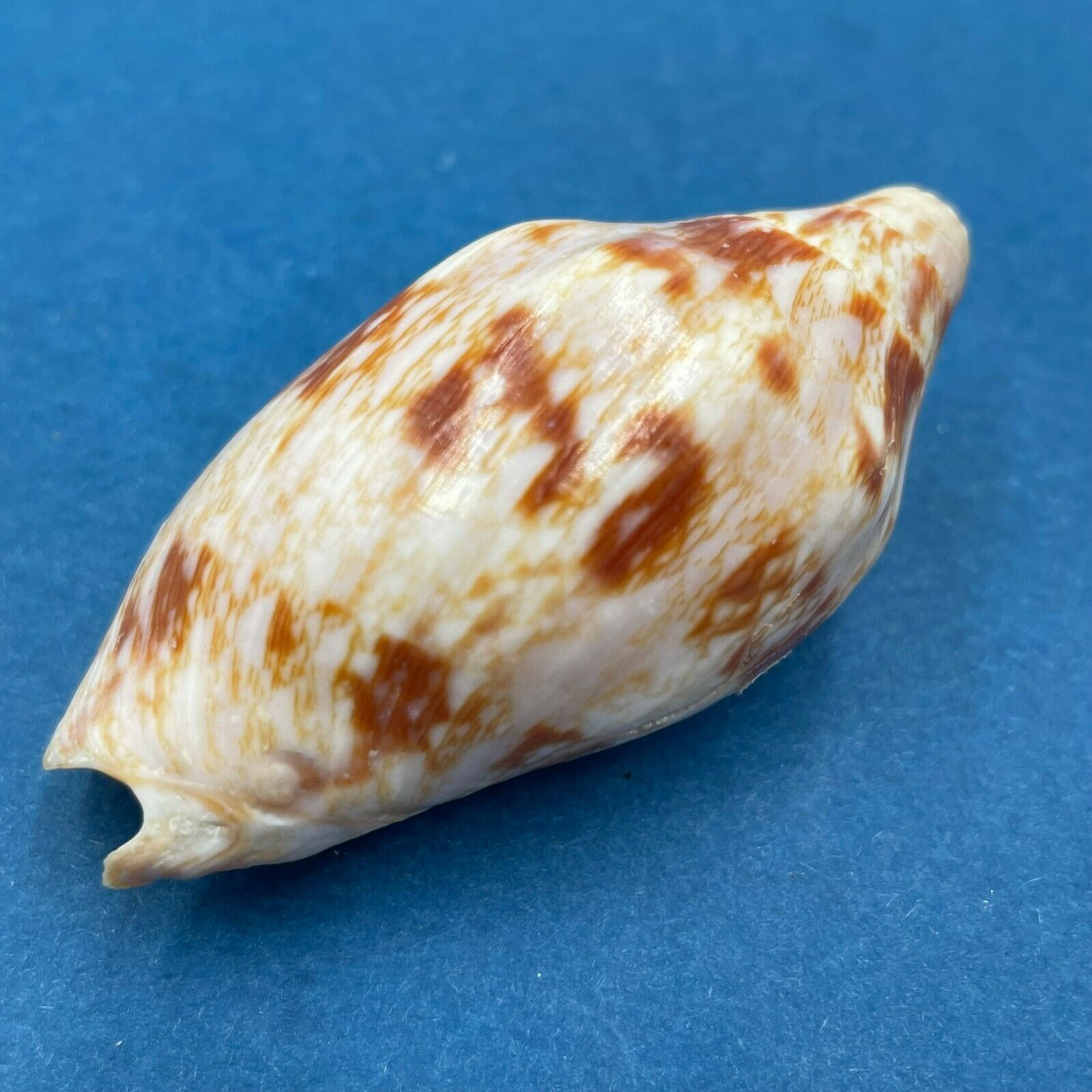 Cymbiola rutila ceraunia 61.3mm Solomon Islands - Cerulean Specimen Shells