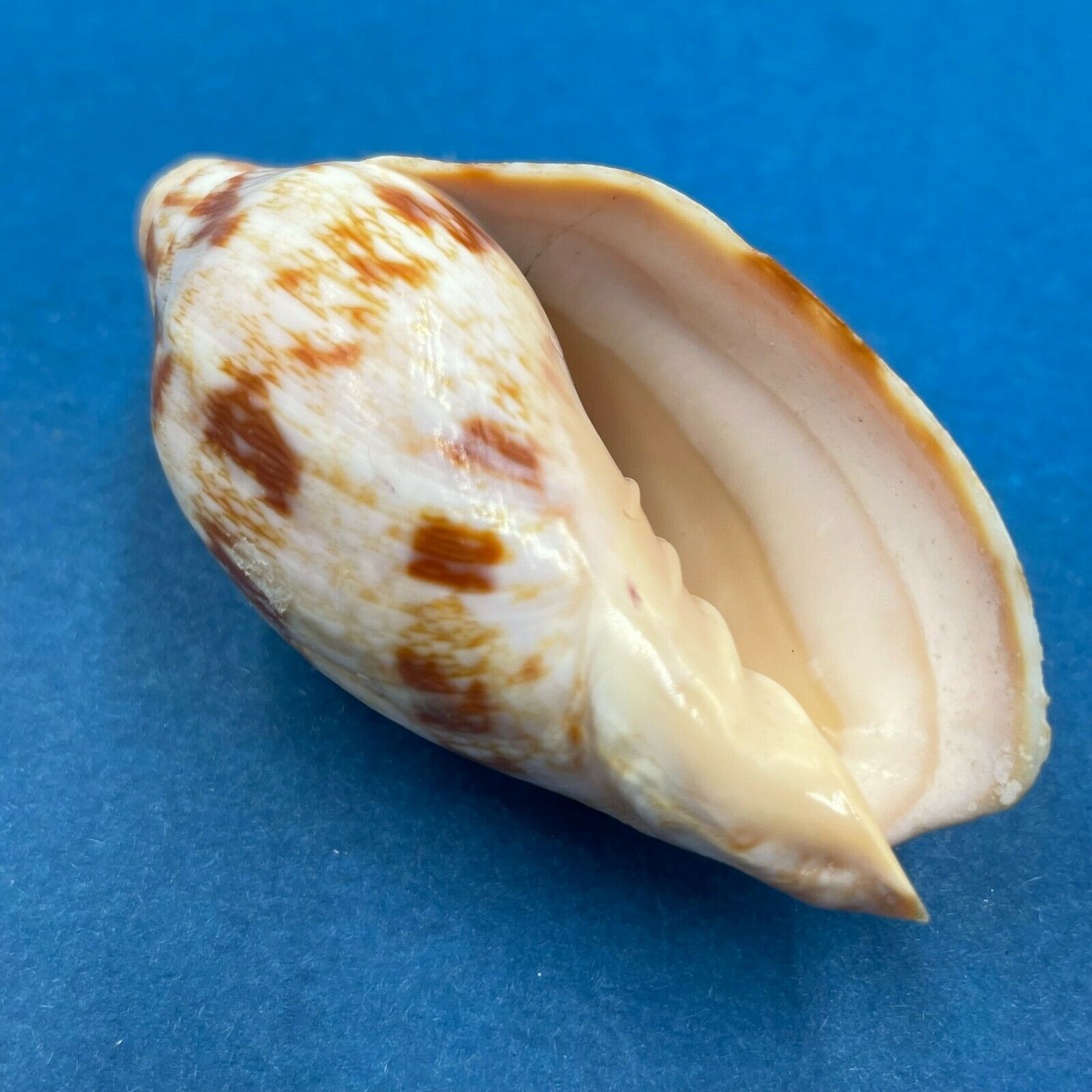 Cymbiola rutila ceraunia 61.3mm Solomon Islands - Cerulean Specimen Shells