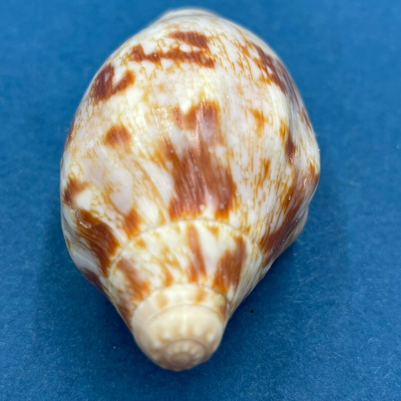 Cymbiola rutila ceraunia 61.3mm Solomon Islands - Cerulean Specimen Shells