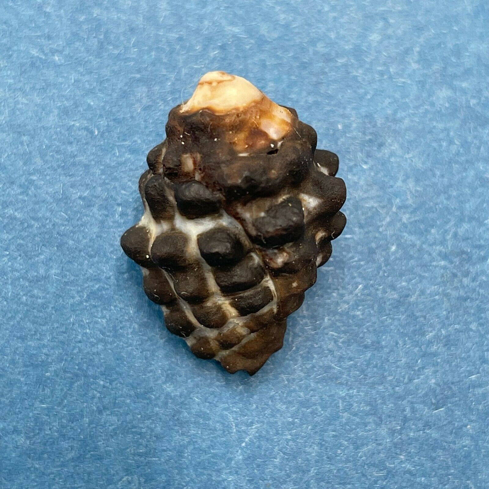 #1 Morula (Tenguella) granulata 19.2mm Batangas, Philippines ...