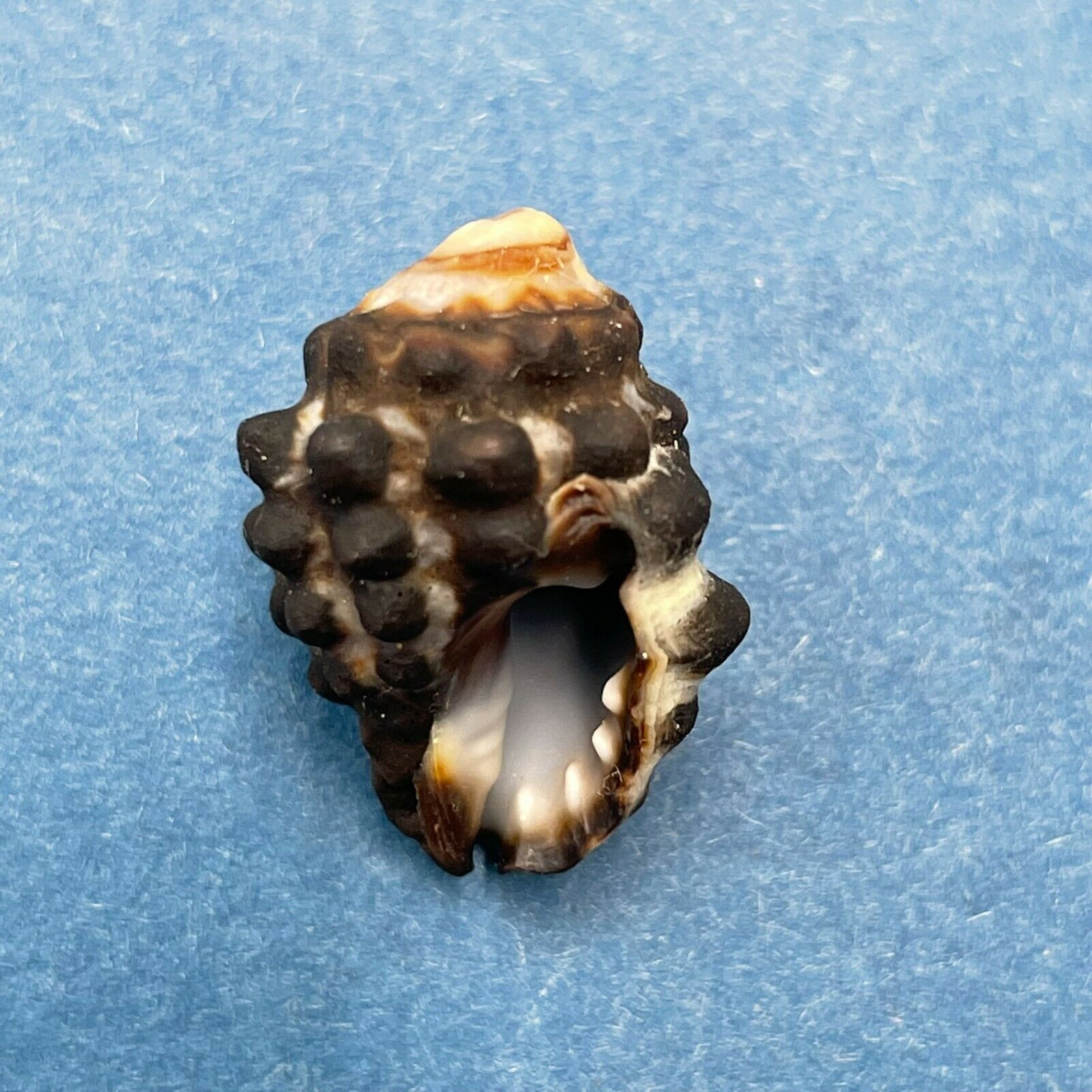 #1 Morula (Tenguella) granulata 19.2mm Batangas, Philippines ...