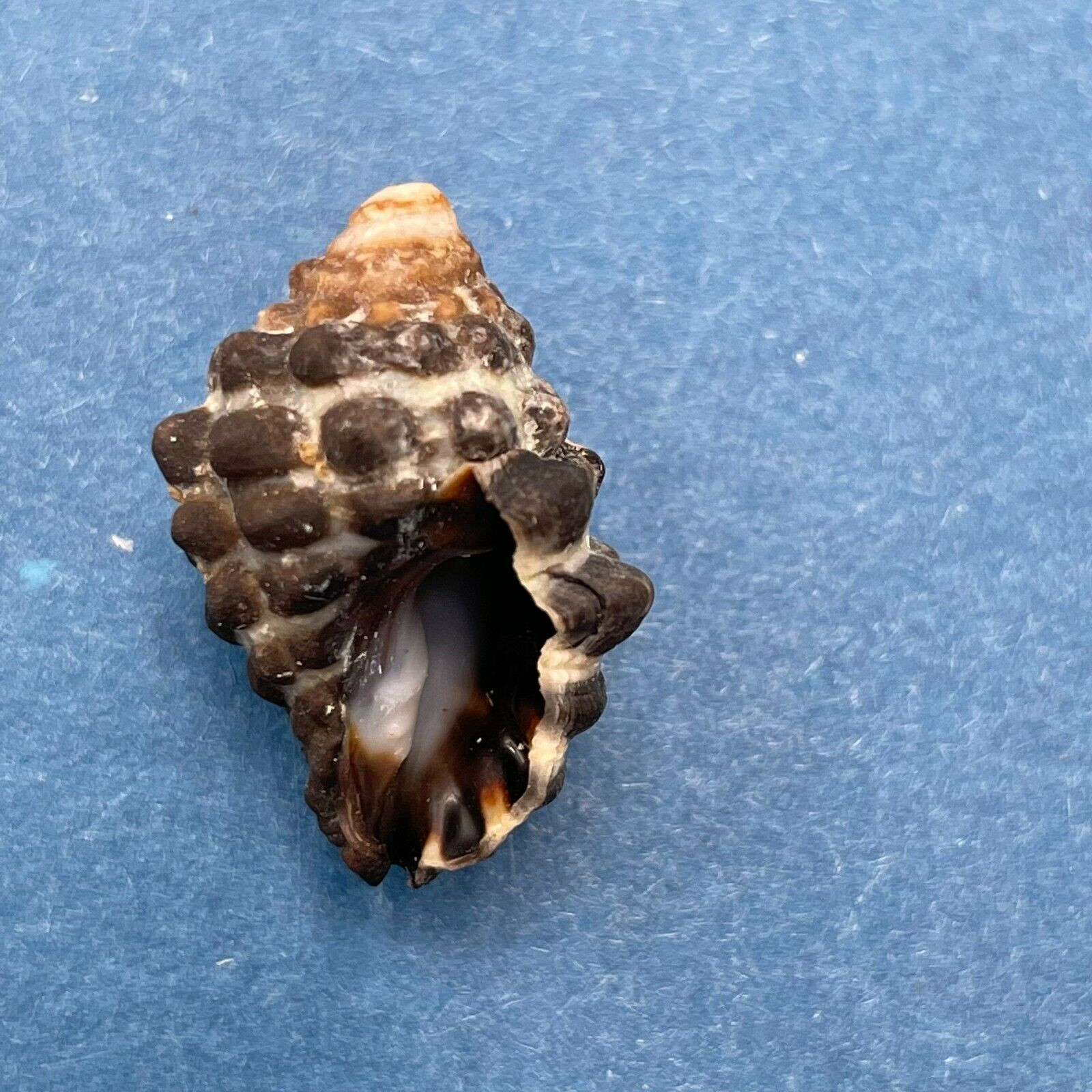 #3 Morula (Tenguella) granulata 19.3mm Batangas, Philippines ...