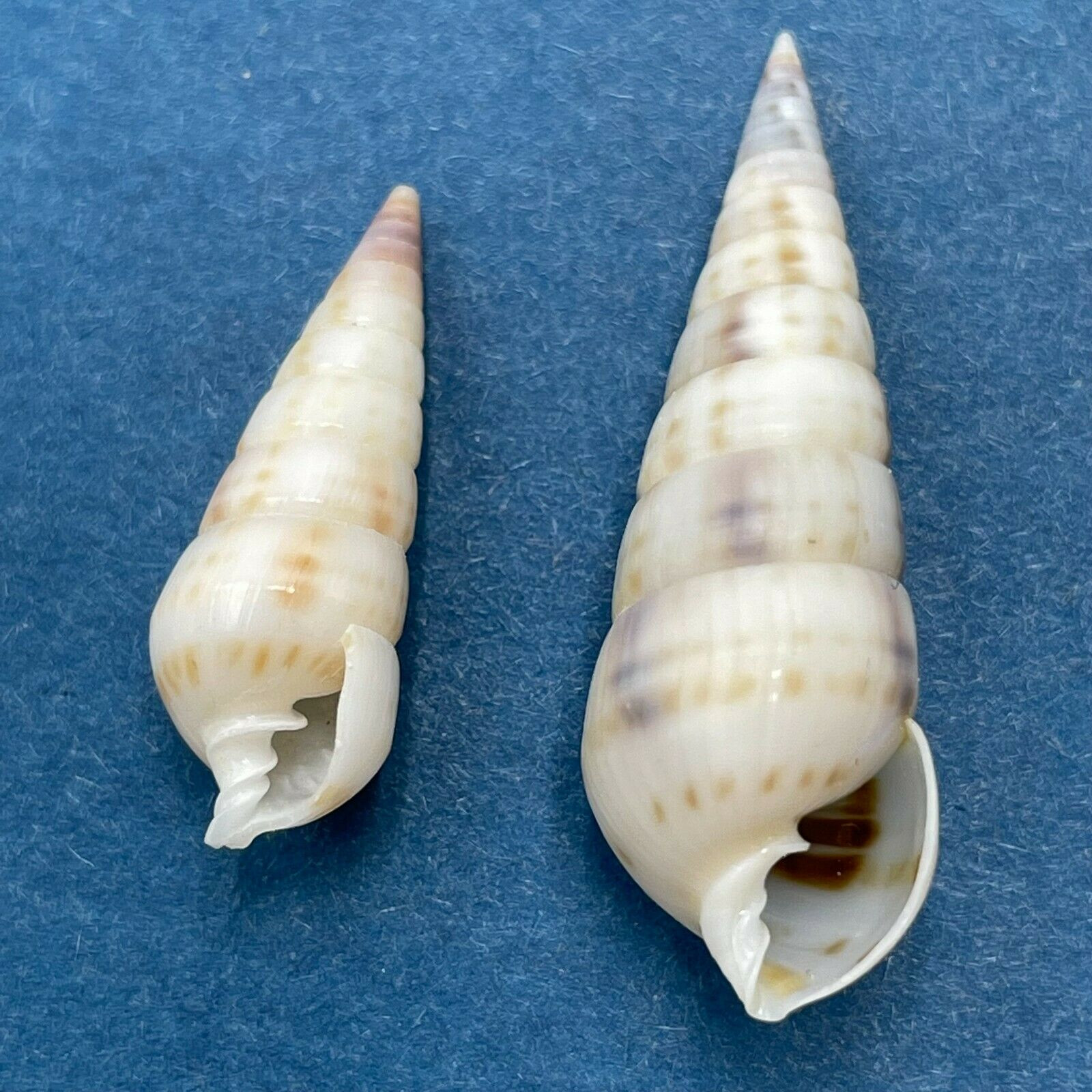 Pyramidella maculosa 20.29mm Mahaea, Toaotu Pass, French Polynesia ...