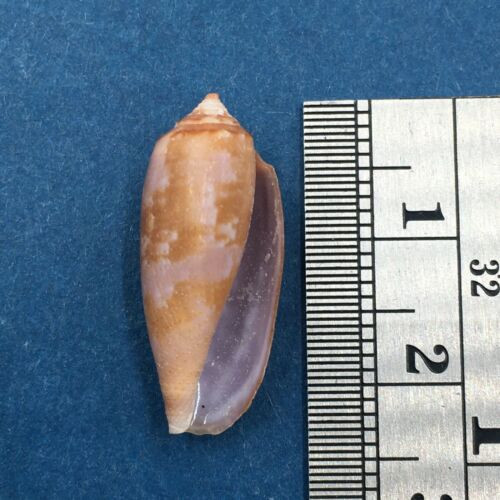 #5 Conus obscurus 22.9mm Samar Is. Philippines Sandy Bottom 1980 ...