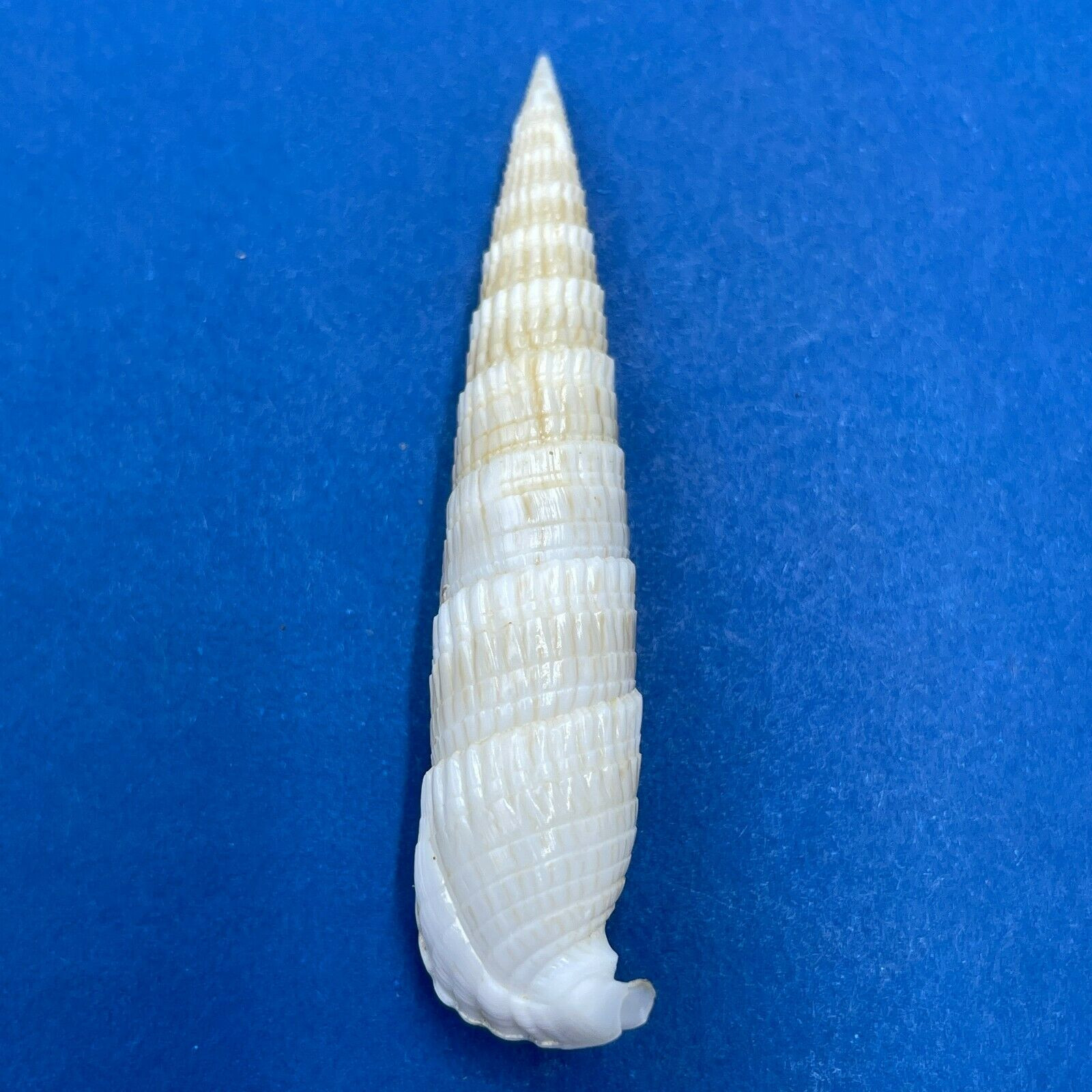 #8 Rhinoclavis fasciata 55.6mm W/O F++ Kona Coast Hawaii, 60 ...