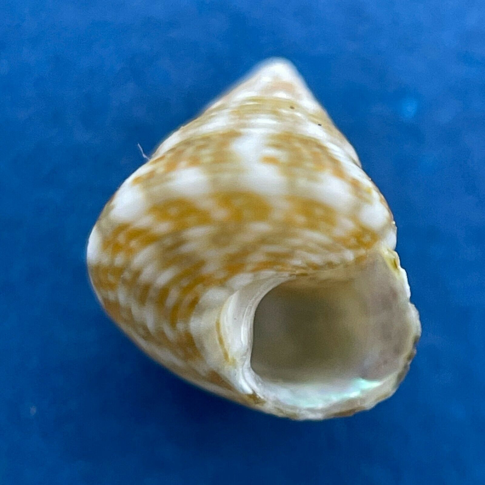 #3 Gibbula stoliczkana 5.4mm F+ Balicasag, Philippines, In Tangle Net ...