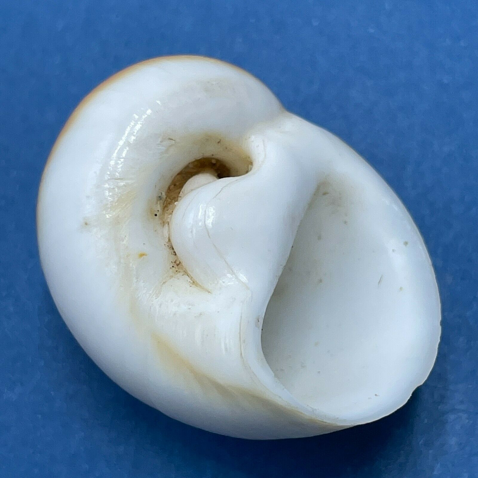 #2 Polinices sagamiensis 29.4mm F++ No Data Naticidae - Cerulean ...