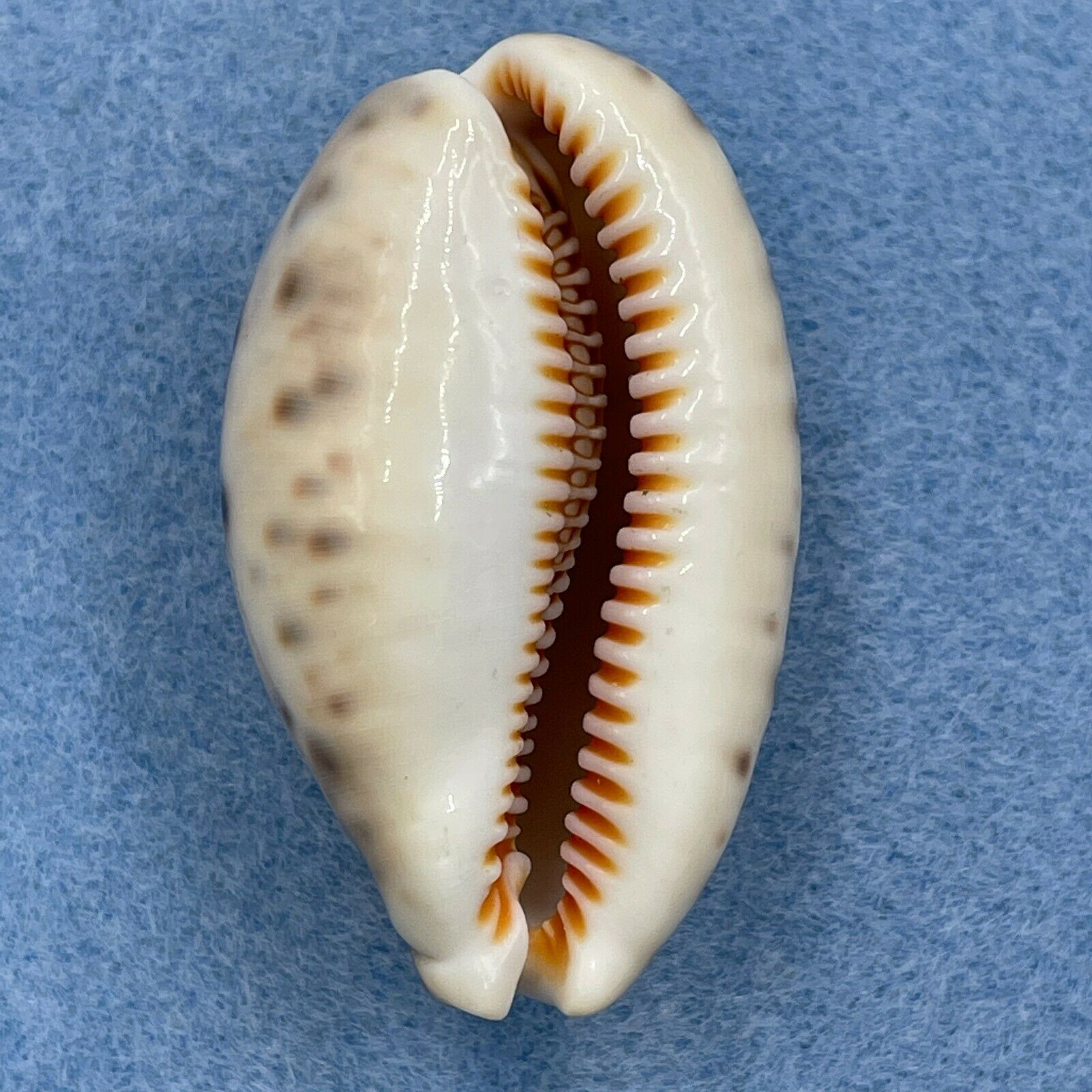#25 Cypraea (Lyncina) lynx vanelli 47mm F++ West Thailand - Cerulean ...