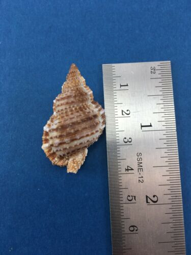 #4 Bursa Granularis Bursidae Frog Shell 36.6mm Tulear Reef Madagascar ...
