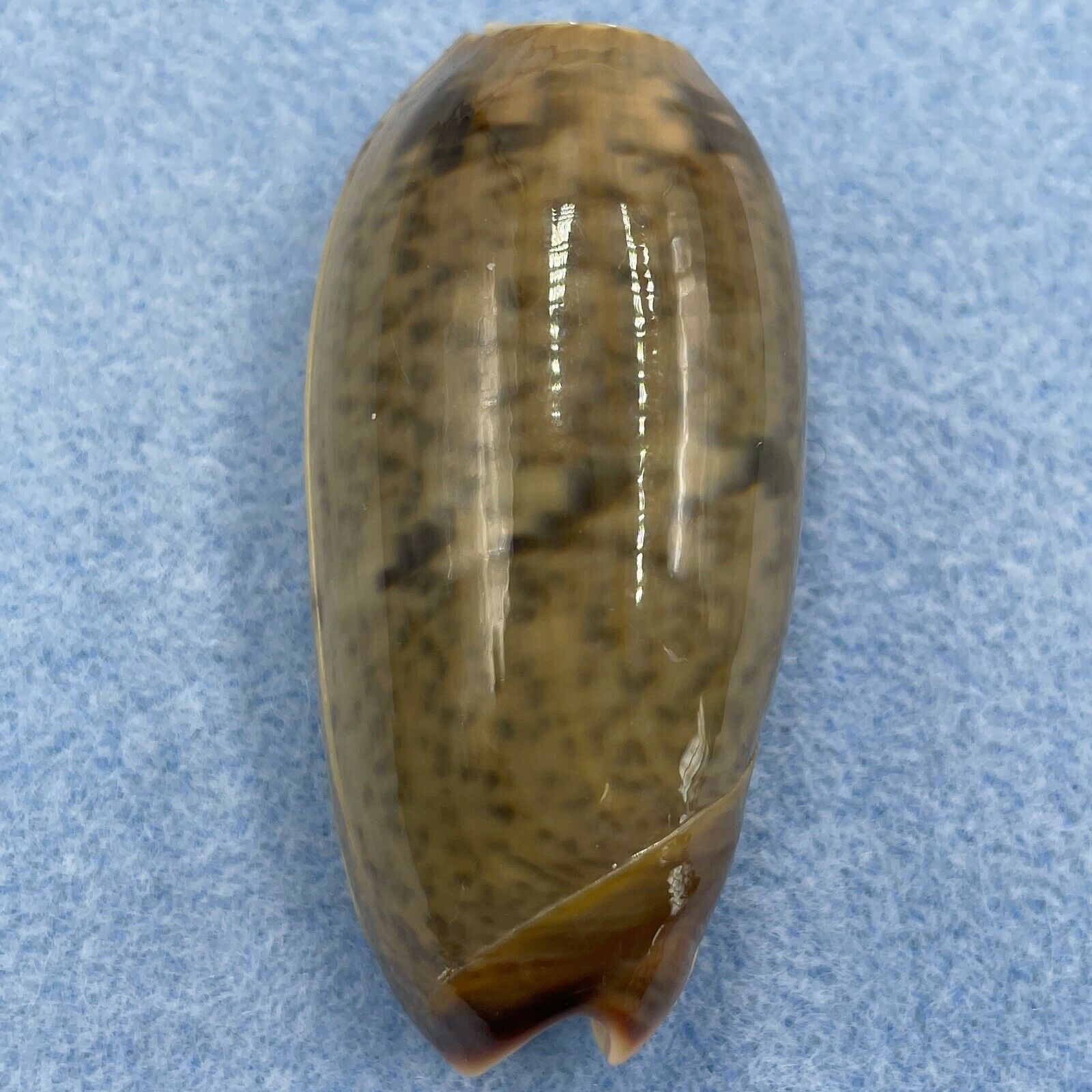 #9 Oliva vidua albofasciata 54mm Gem Manila Bay, Philippines - Cerulean ...