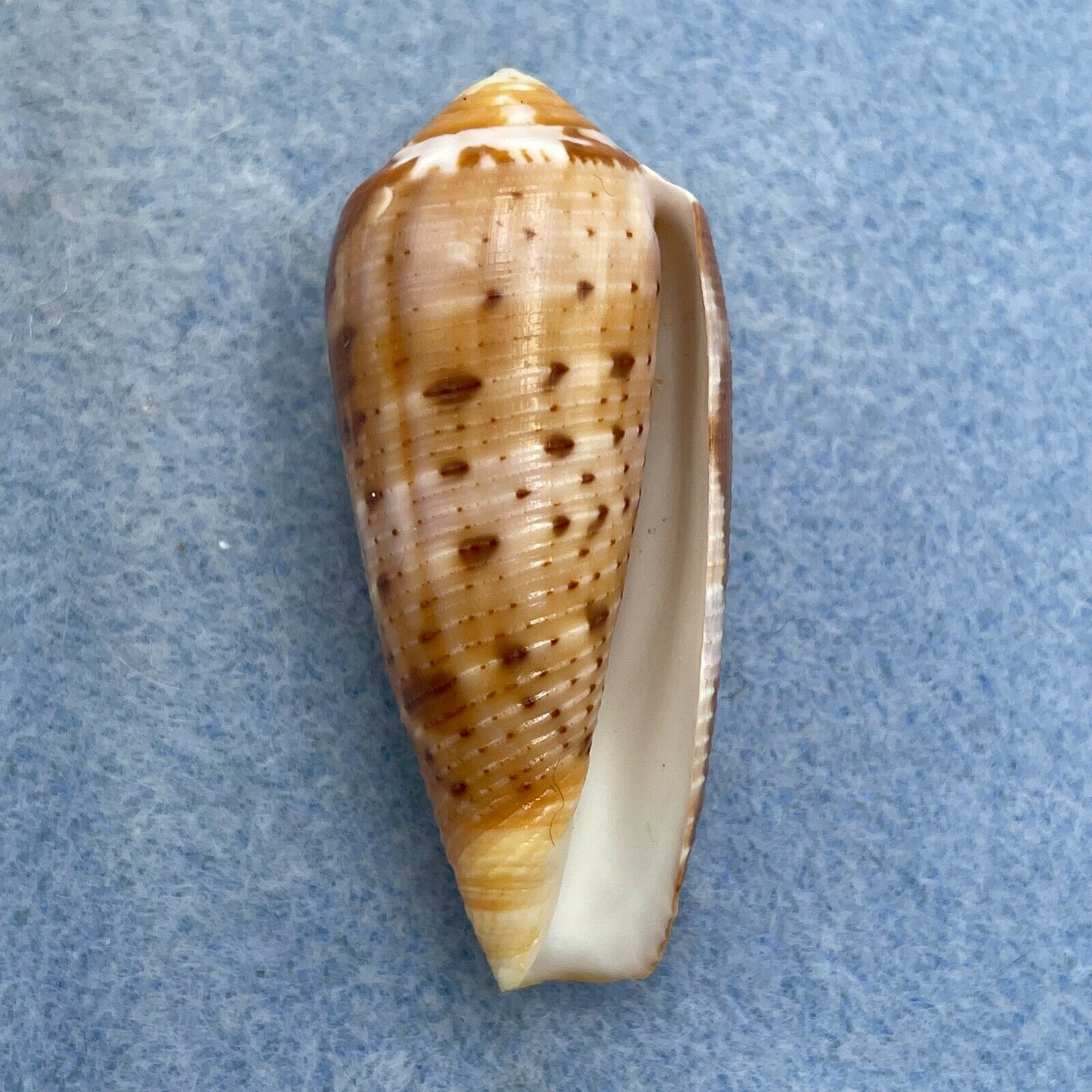 #3 Conus circumcisus 44.5mm F+ Olango Island, Cebu, Philippines ...
