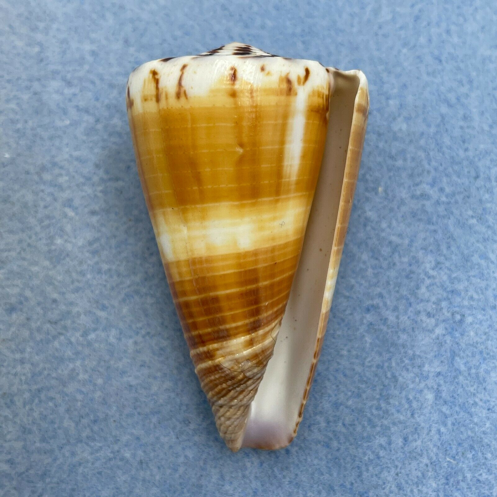 #3 Conus vitulinus 55.1mm F+ Olango, Cebu, Philippines - Cerulean ...