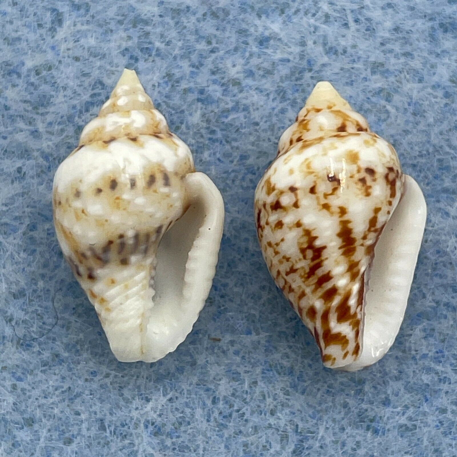 #2 Euplica scripta 13-14mm F++ Balicasag Is. Philippines Tangle Net 130 ...