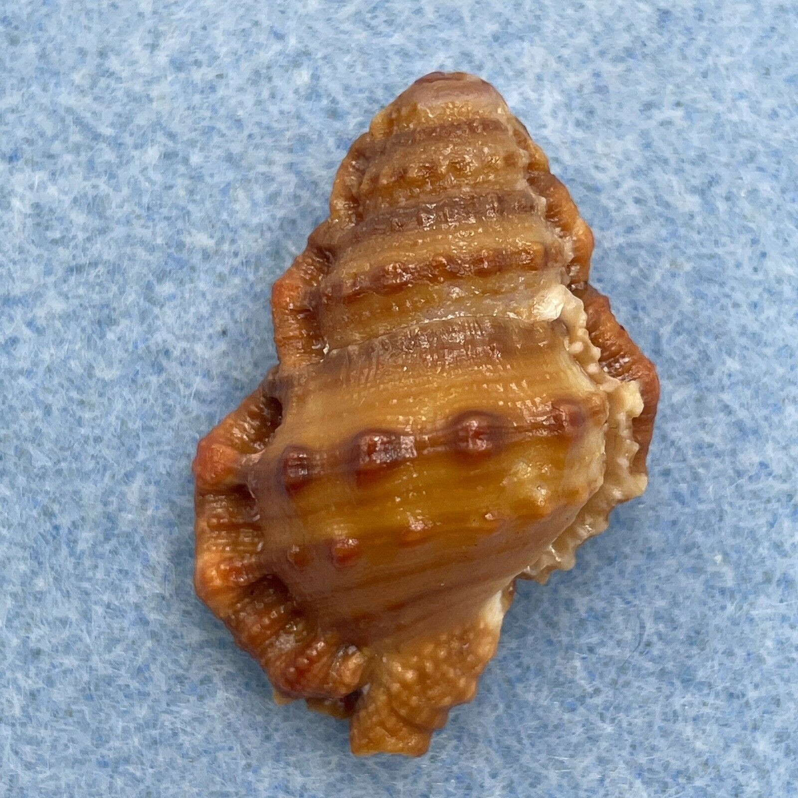 #4 Bursa corrugata pustulosa 32.2mm F++ West Africa - Cerulean Specimen ...