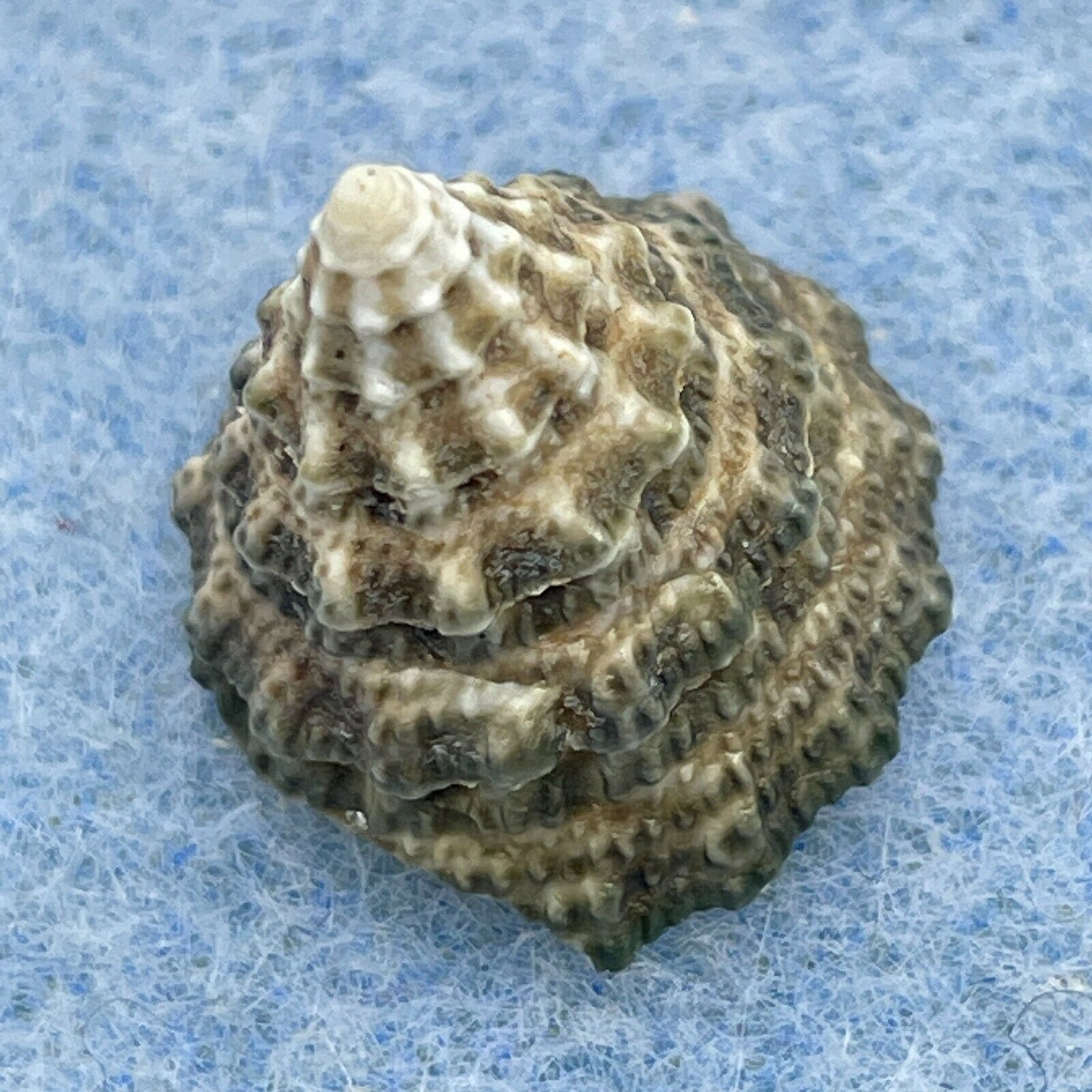 #1 Tectus fenestratus 16.1mm F+ Philippines - Cerulean Specimen Shells