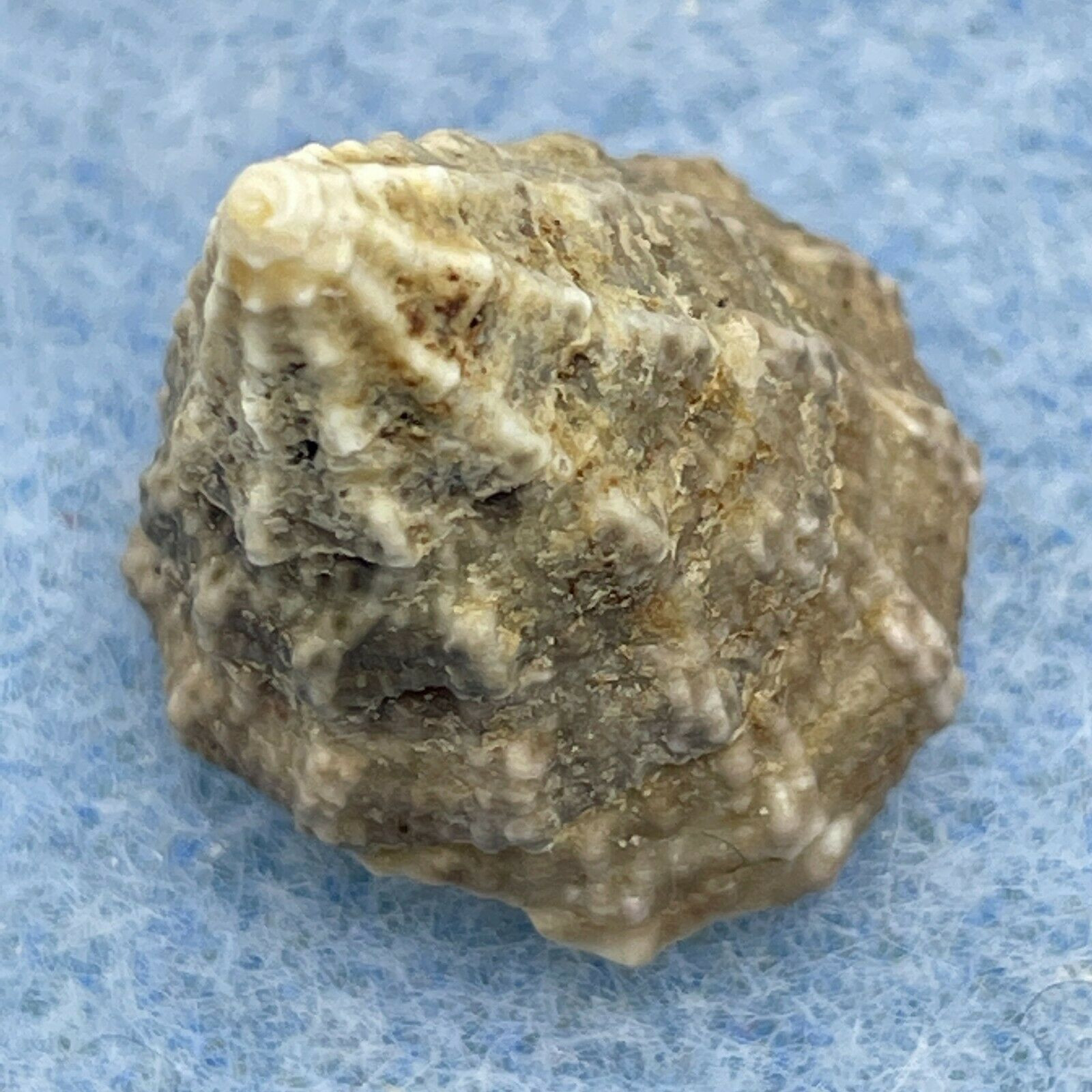 #2 Tectus fenestratus 18.3mm F+ Philippines - Cerulean Specimen Shells