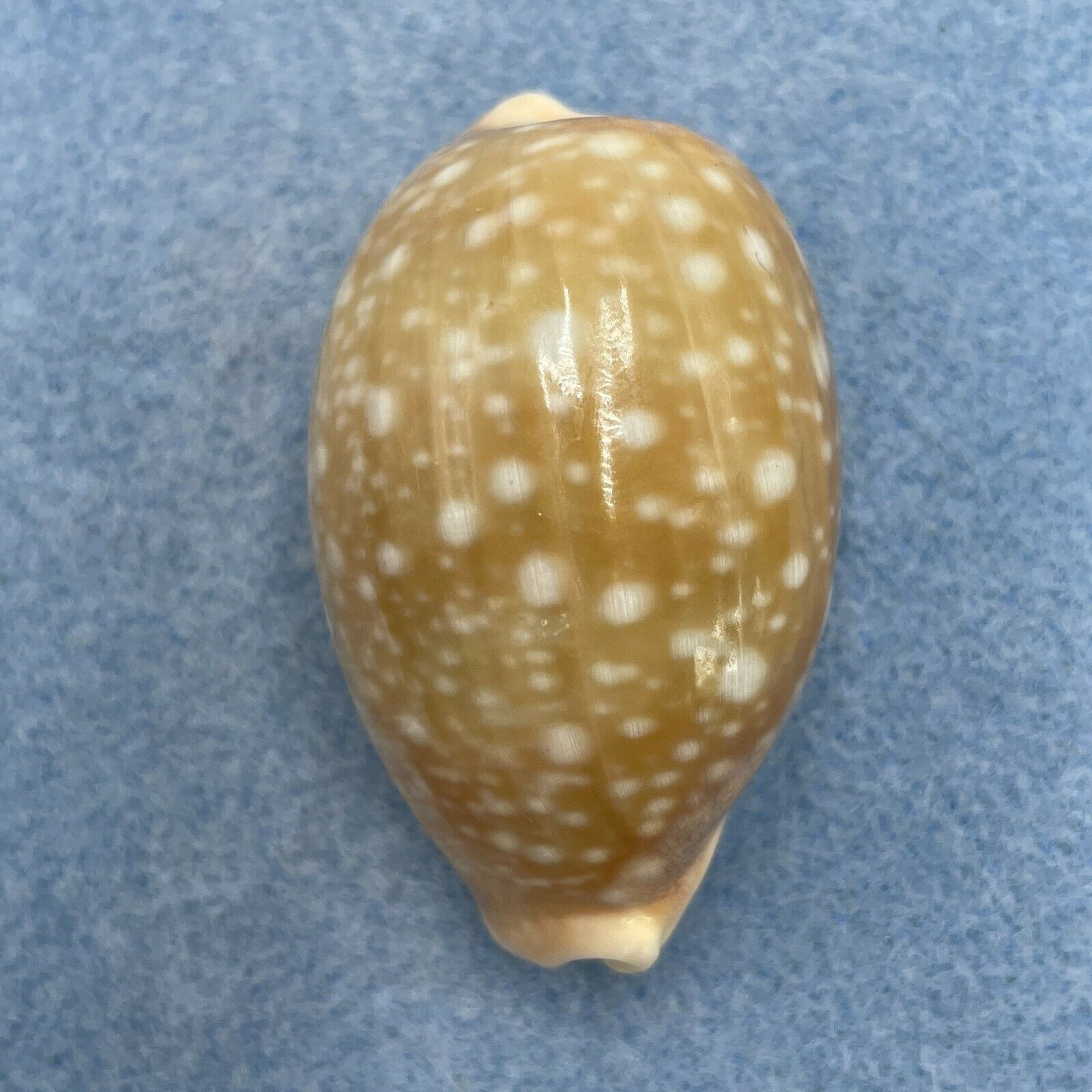 #2 Cypraea (Lyncina) vitellus 49.9mm F++ Zanzibar - Cerulean Specimen ...