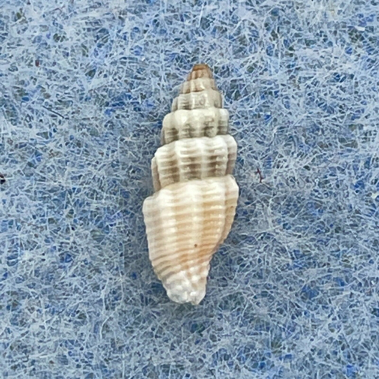 Vexillum lucidum 8.5mm F++ Cebu Island, Philippines - Cerulean Specimen ...