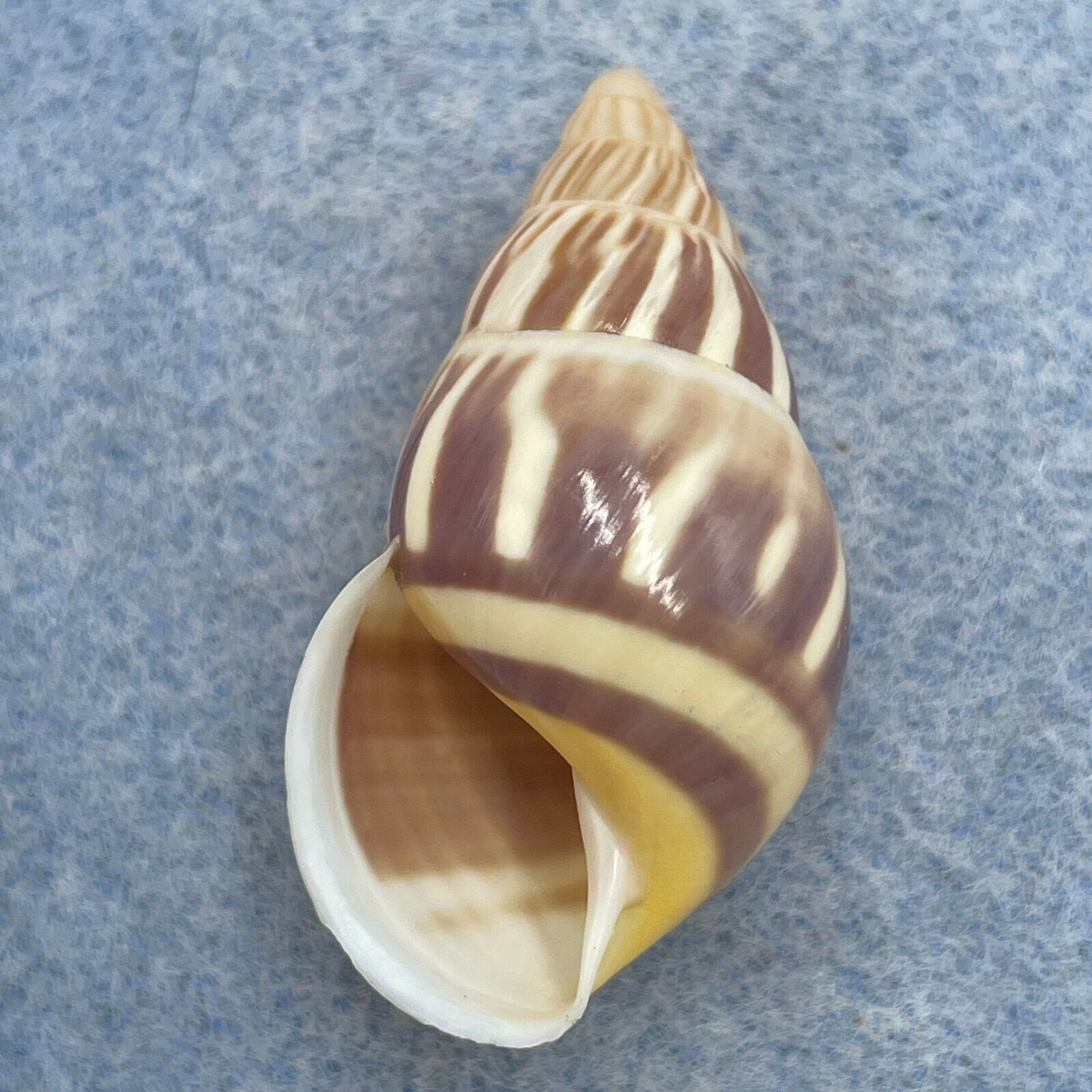 #2 Amphidromus quadrasi dubius 35.2mm F++ Barangay Guimba, Philippines ...