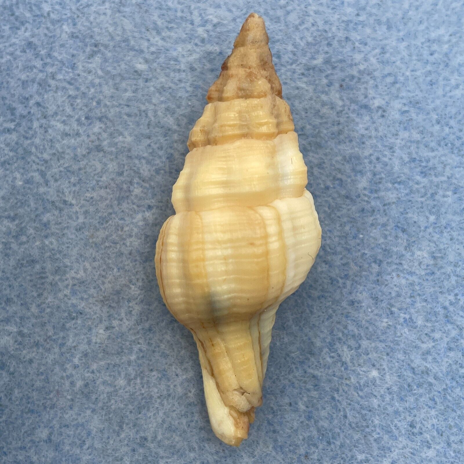 #1 Latirus hemphilli 49.6mm F+ Panama - Cerulean Specimen Shells