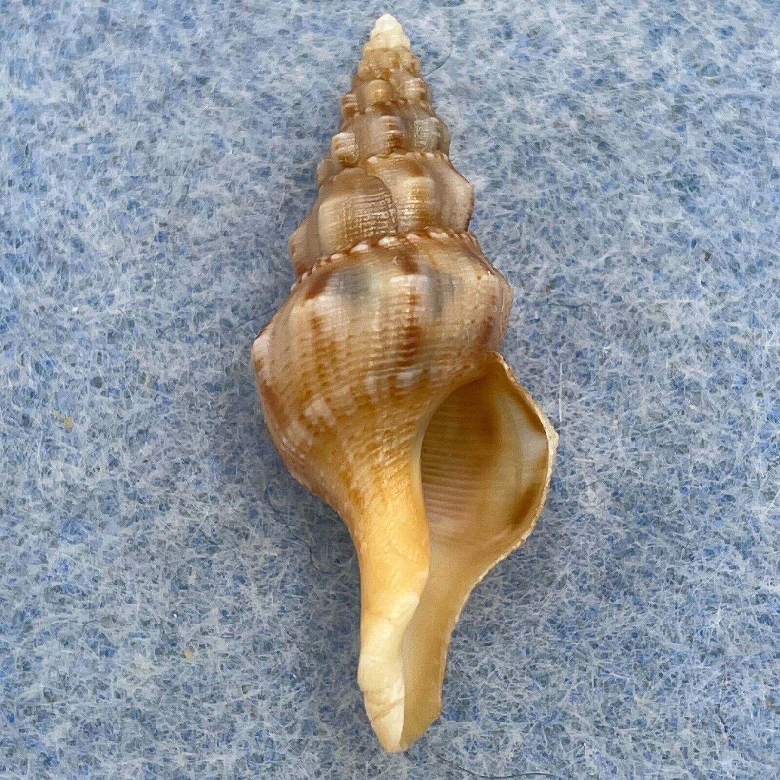 Latirus suduirauti 28.9mm F+ Aliguay Is. Philippines Dredged 50-150m ...