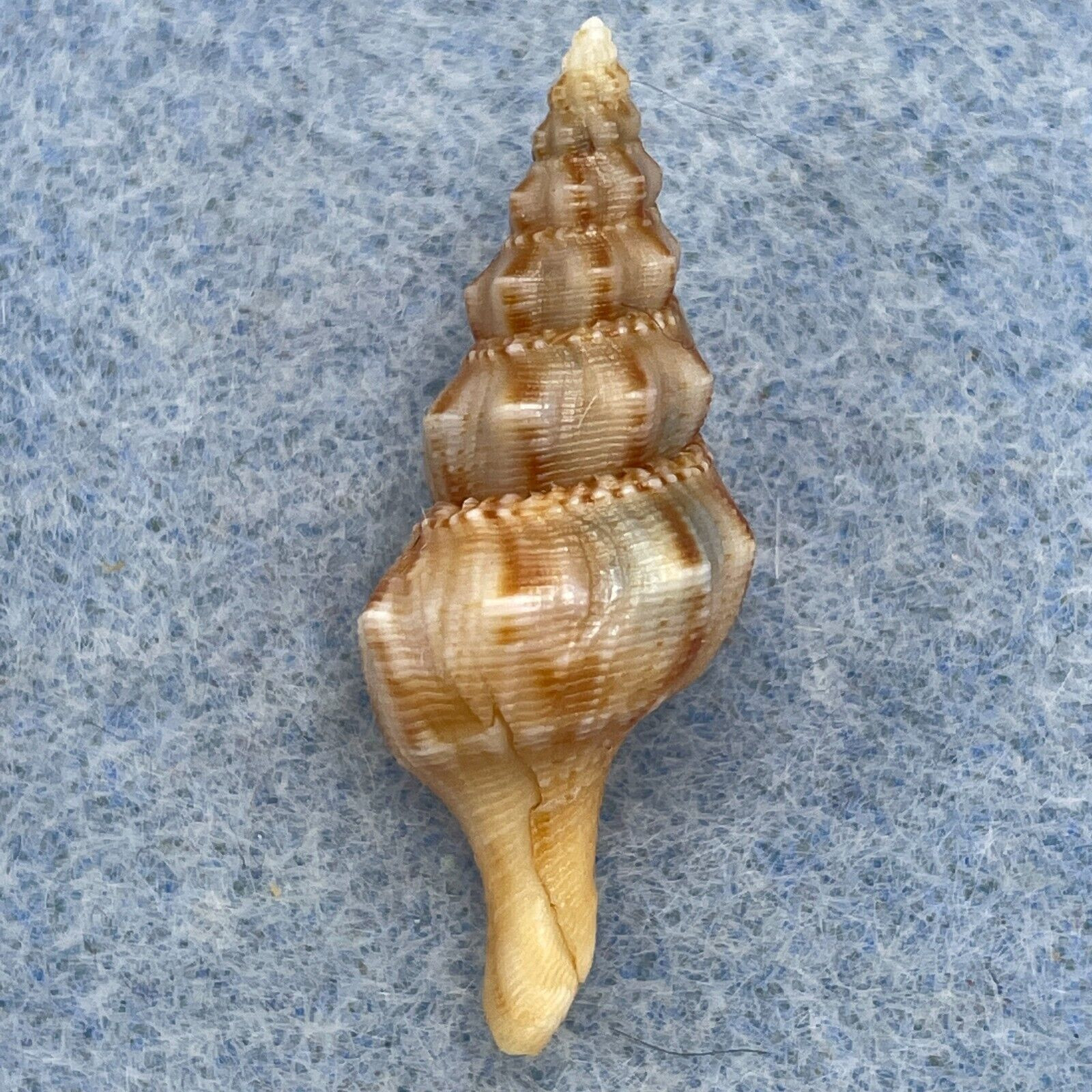 Latirus suduirauti 28.9mm F+ Aliguay Is. Philippines Dredged 50-150m ...