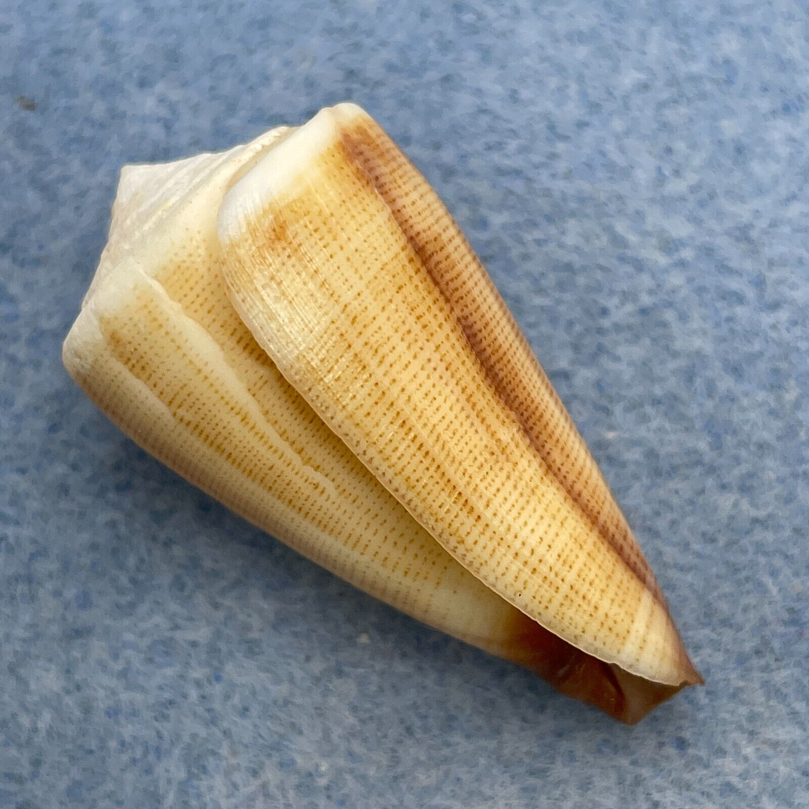 #17 Conus furvus 35.9mm F++ Philippines - Cerulean Specimen Shells